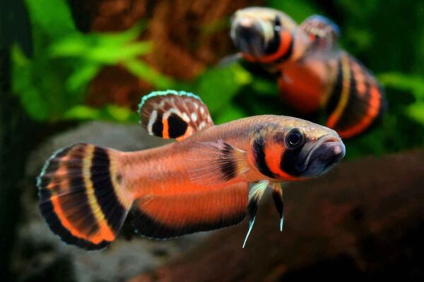 Superfish – Premium Aquarium Products & Insect-Based Fish Food for ...